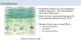 Degradome sequencing and small rna targets | PPTX