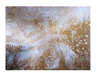 Degreasing.pptx