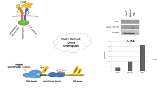 in vitro radiosenstization of PDAC through FAK inhibition | PPT
