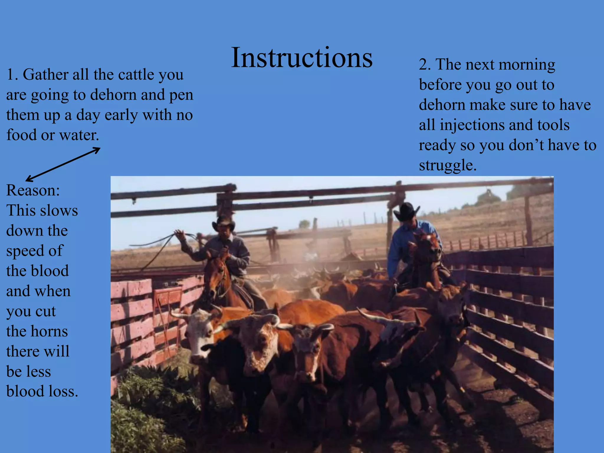 Dehorning | PPTX