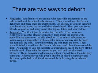 Dehorning | PPTX