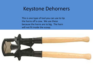 Dehorning | PPTX