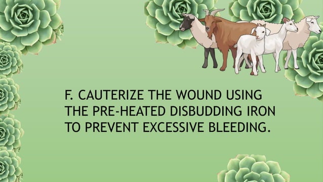 Dehorning.pptx | Veterinary Medicine | Pets