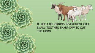 Dehorning.pptx