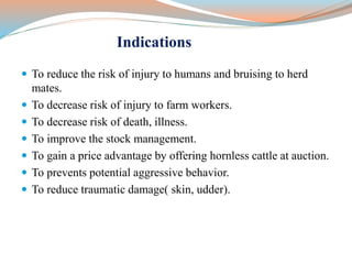 Dehorning and disbudding | PPTX