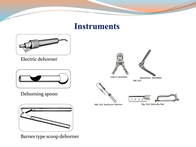 Dehorning and disbudding | PPTX | Veterinary Medicine | Pets