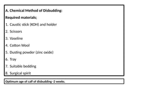 Dehorning and disbudding in calf of cattle .pptx