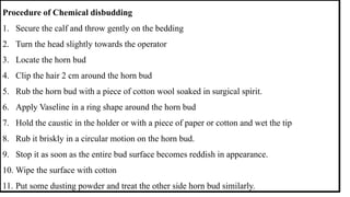 Dehorning and disbudding in calf of cattle .pptx