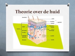 De huid | PPTX