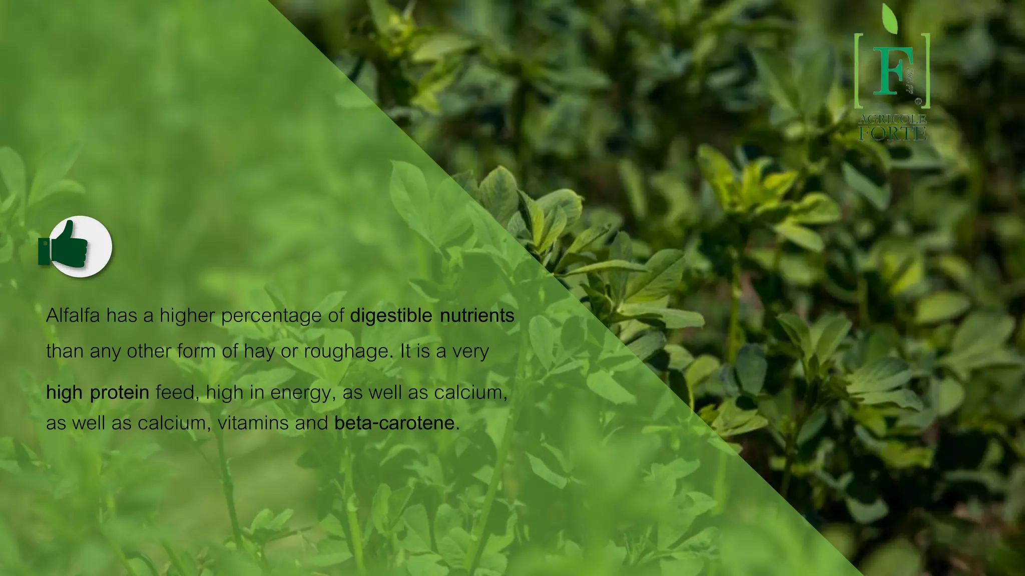 Dehydrated Alfalfa - source of high quality nutrients | PPT