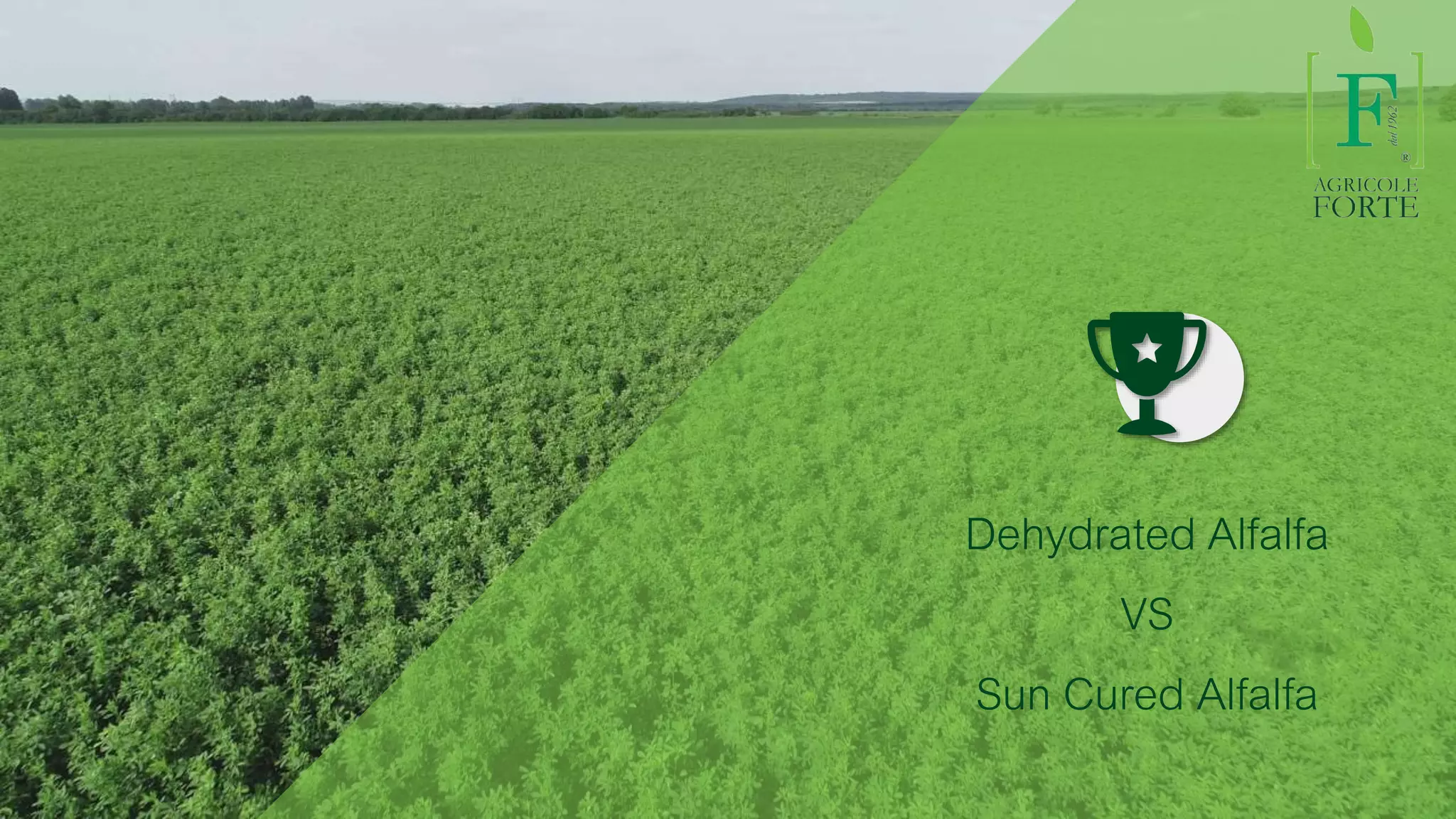 Dehydrated Alfalfa - source of high quality nutrients | PPT