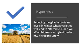 Deirdre lynch research proposal presentation | PPT