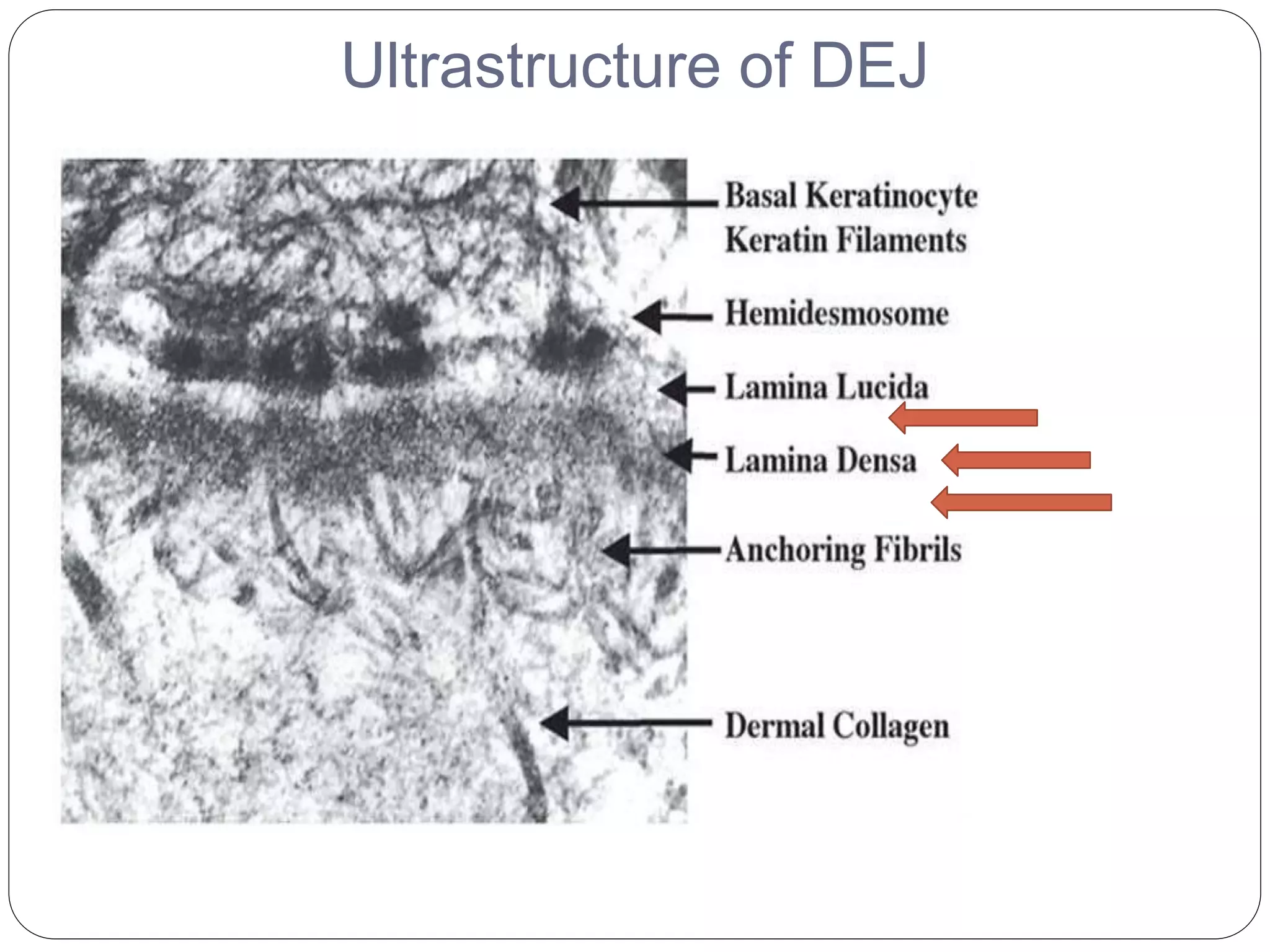 dermo epidermal junction | PPTX