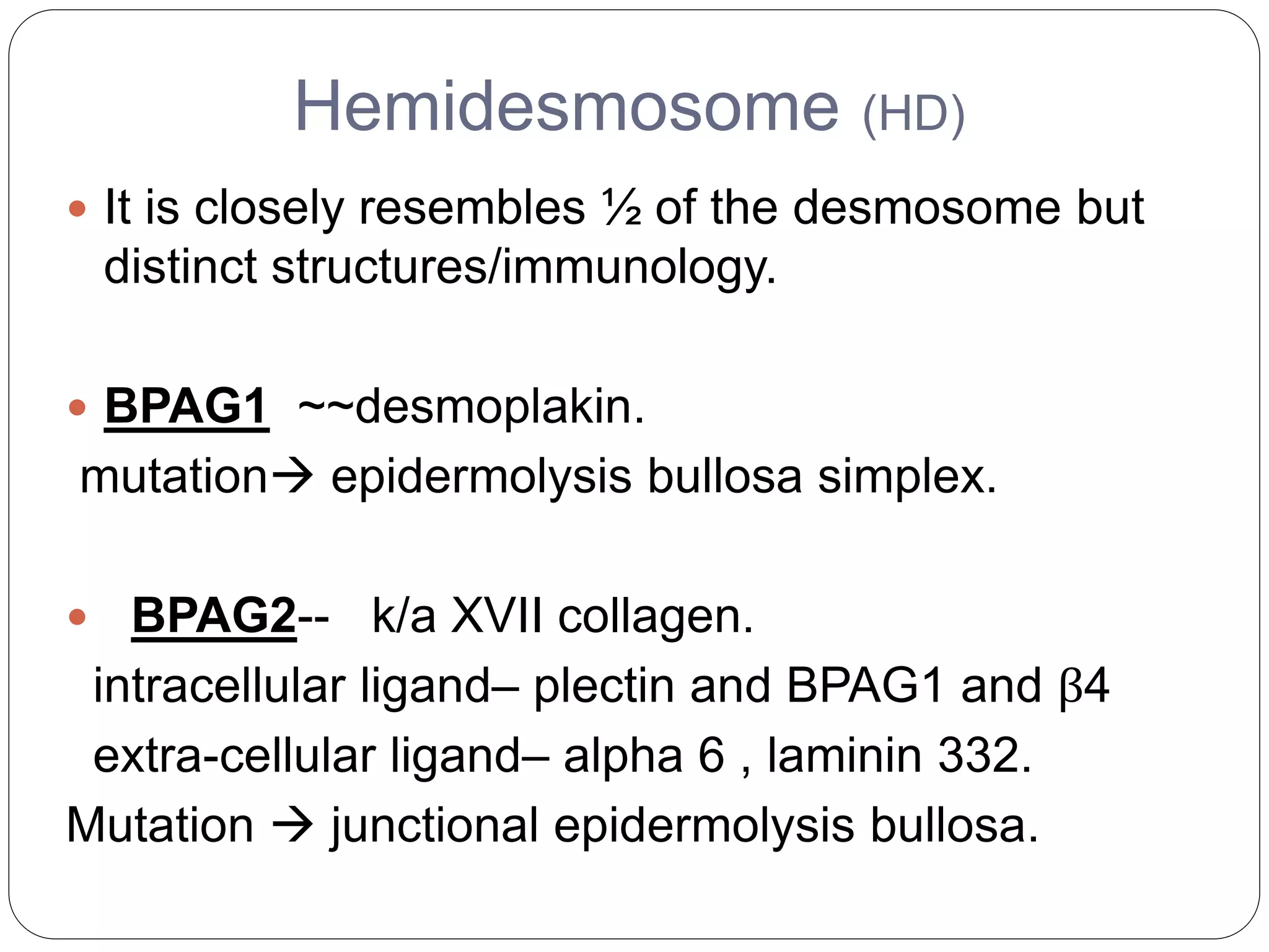 dermo epidermal junction | PPTX