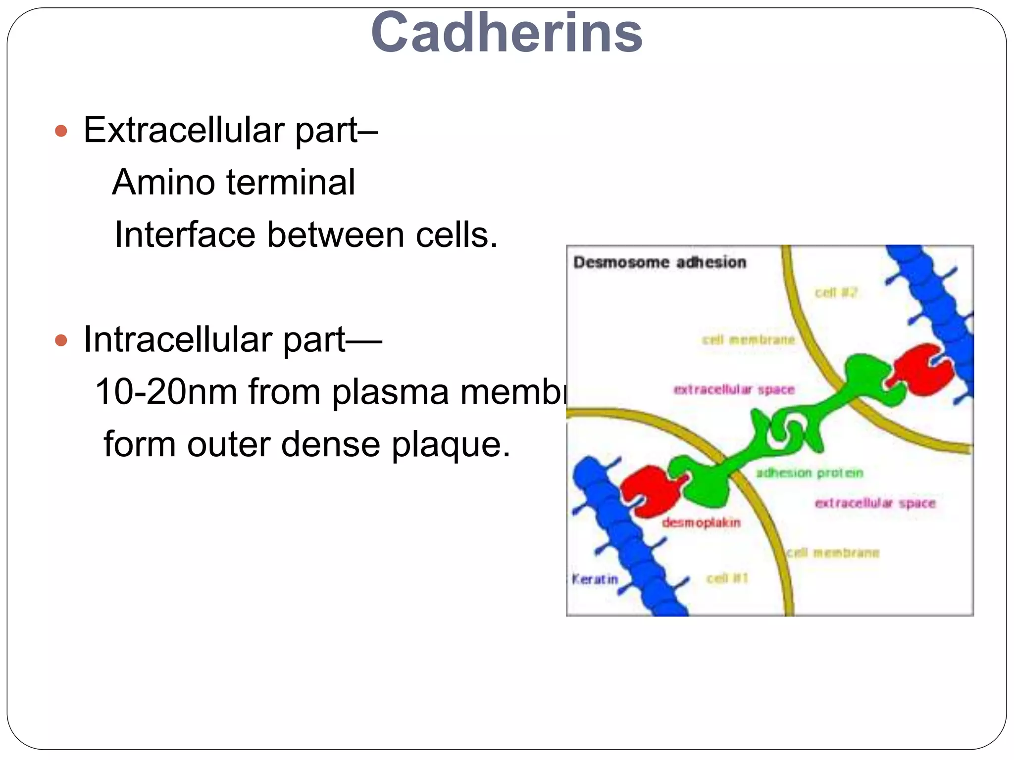 dermo epidermal junction | PPTX