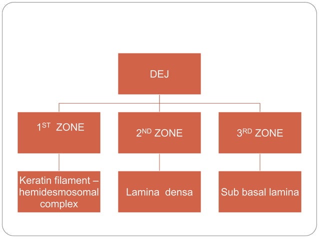 dermo epidermal junction | PPTX