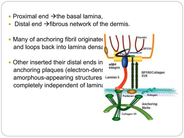 dermo epidermal junction | PPTX