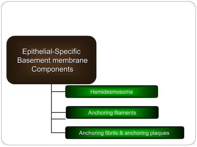 Dermo Epidermal Junction Pptx