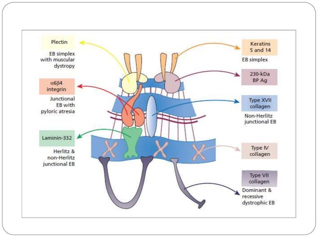 dermo epidermal junction | PPTX