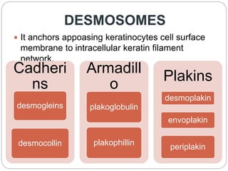 dermo epidermal junction | PPTX