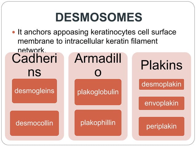 Dermo Epidermal Junction Pptx