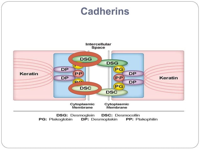 Dermo Epidermal Junction Pptx