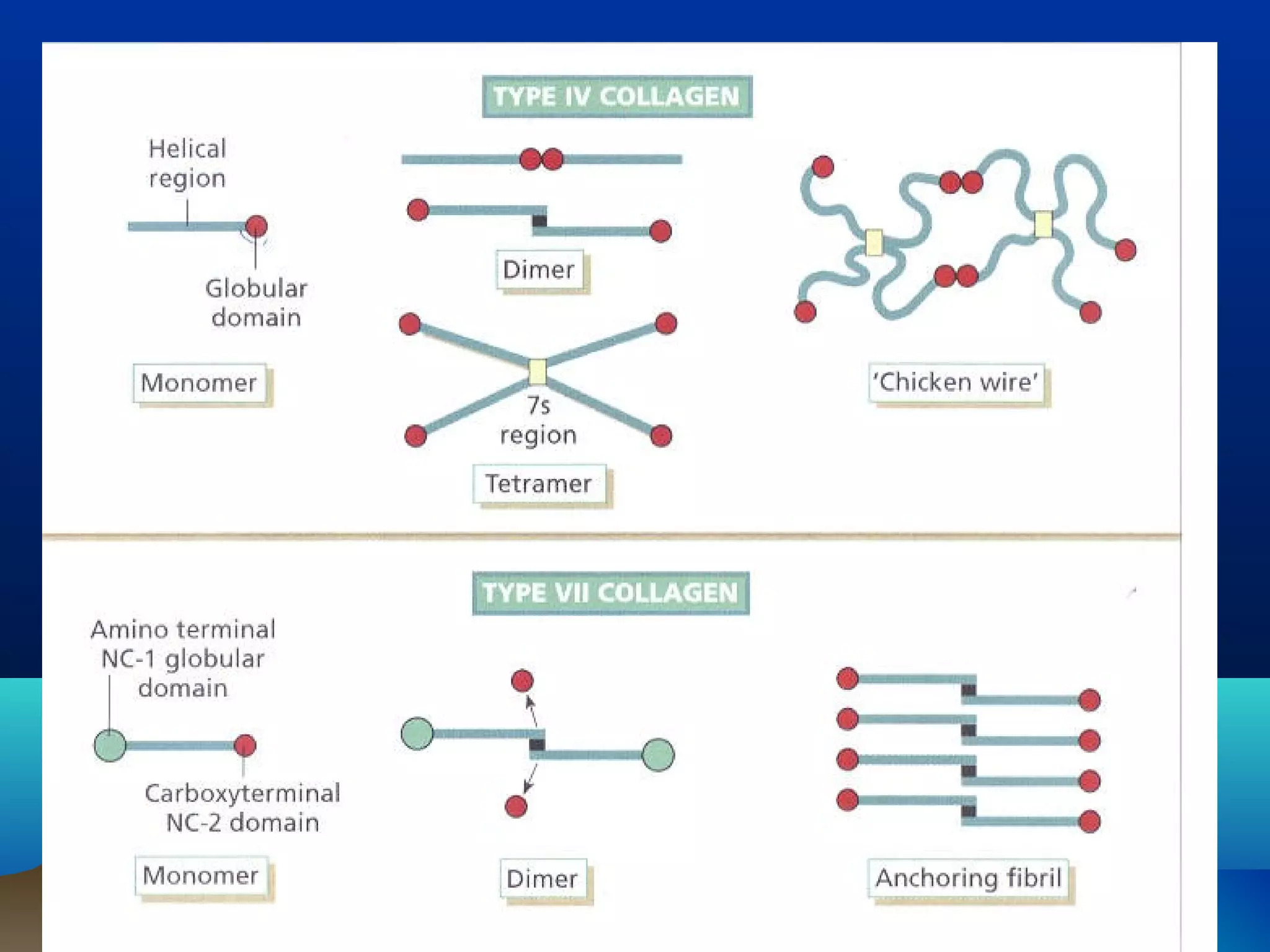 Dermo Epidermal Junction Ppt