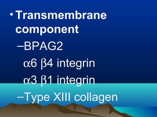 Dermo epidermal junction | PPT | Skin and Dermatology | Diseases and ...