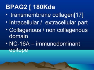 Dermo epidermal junction | PPT | Skin and Dermatology | Diseases and ...