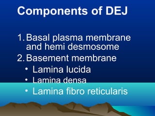 Dermo epidermal junction | PPT | Skin and Dermatology | Diseases and Conditions