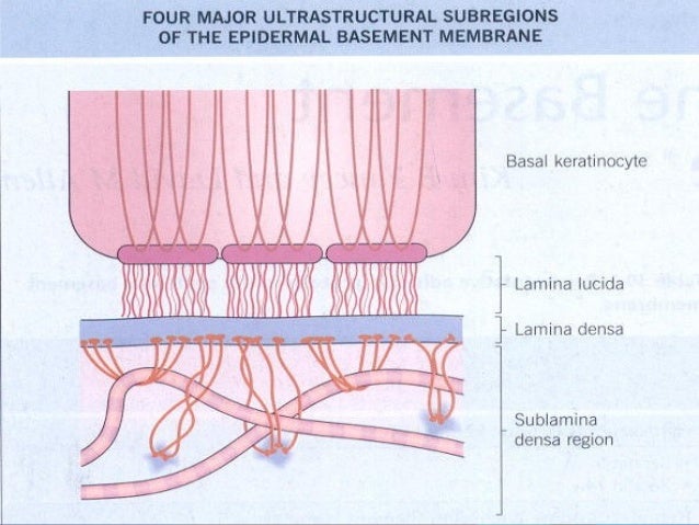Dermo epidermal junction