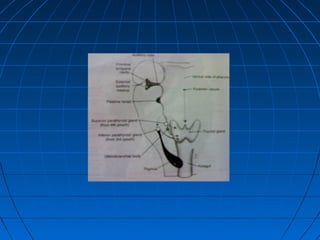 Cysts & sinuses of the neck | PPT