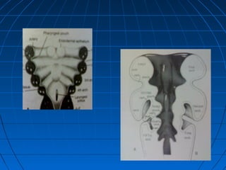Cysts & sinuses of the neck | PPT