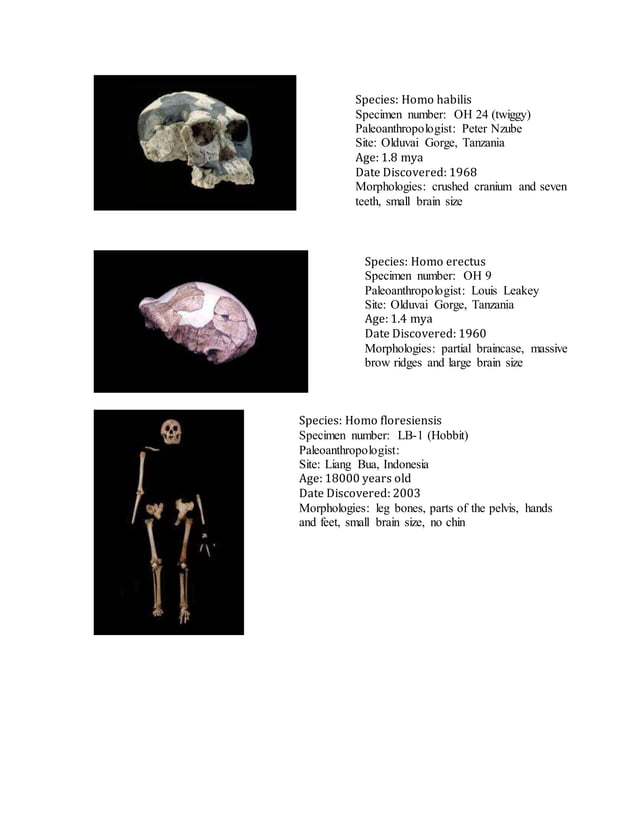 Fossil guide | PDF