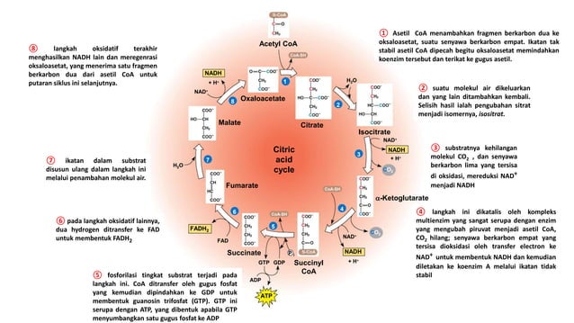 Dekarboksilasi Oksidatif dan Siklus Krebs | PPSX