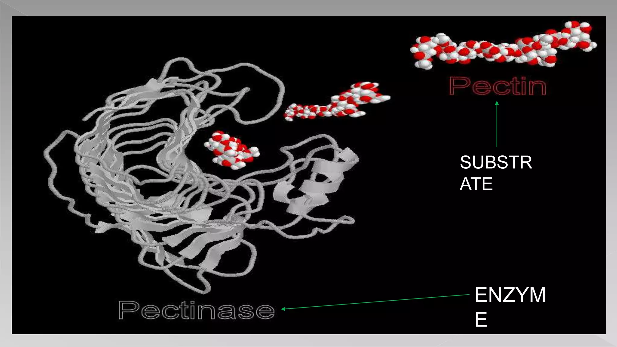 Pectinase enzyme. Characteristics and production | PPTX | Chemistry ...