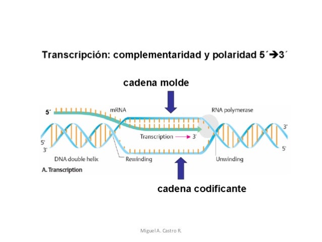 Del DNA a las proteínas