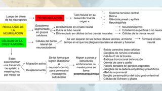 De_la_tercera_a_la_ocñtava_semana_el_desarrollo_embrionario.pptx