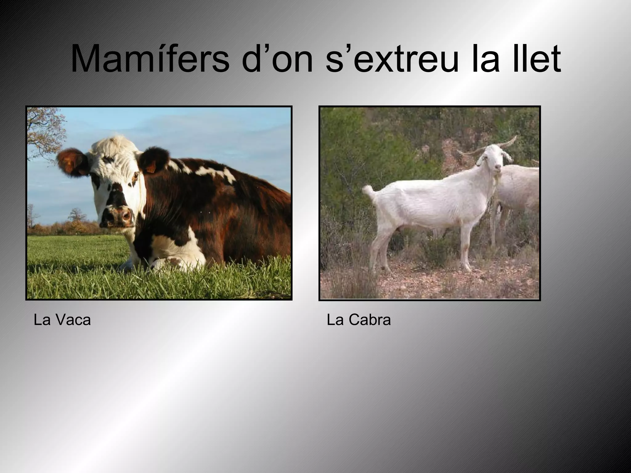 De La Vaca El Tetrabrick.Power Point | PPT