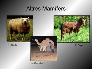 De La Vaca El Tetrabrick.Power Point | PPT