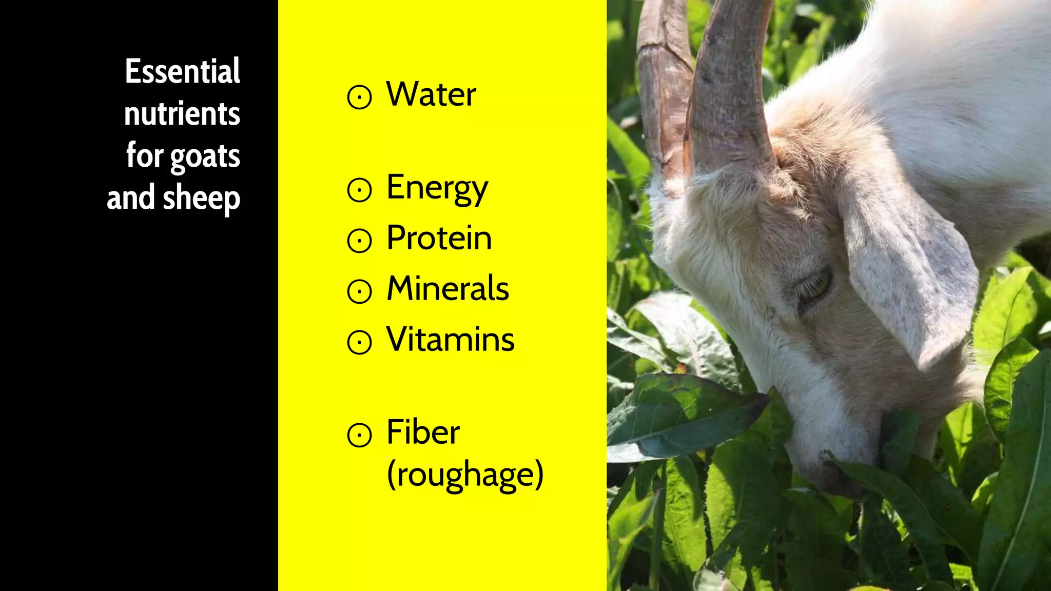 Basic Nutrition for Production Goats and Sheep | PPTX