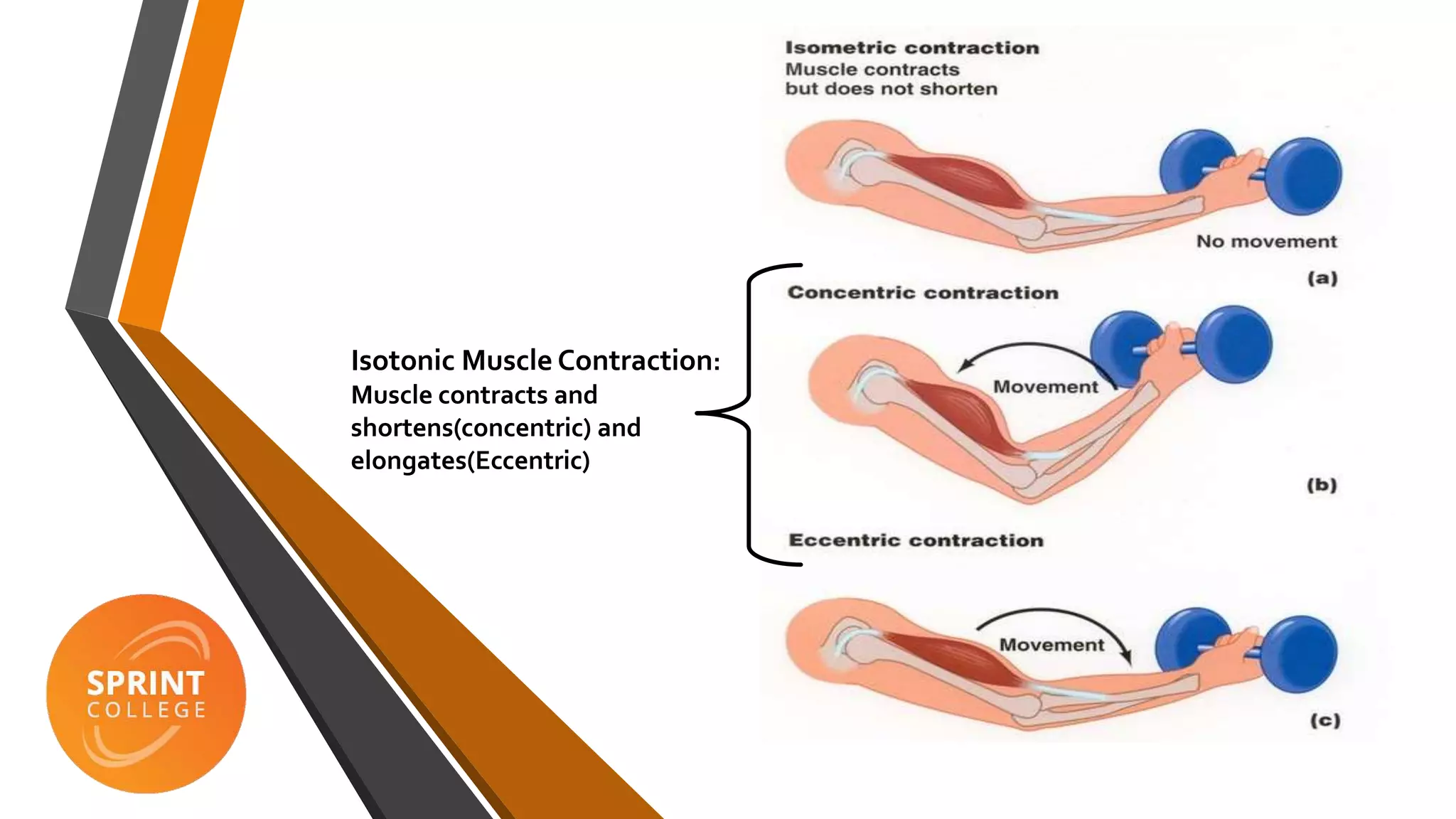 Delayed Onset Muscle Soreness | PPTX