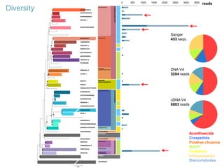 Unicellular opisthokonts diversity and distribution along the European ...