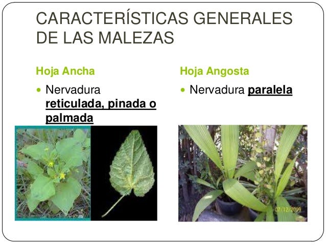 Del concepto malezas al de arvenses