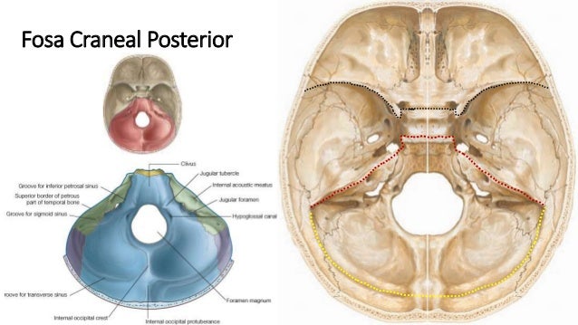 Del craneo en general