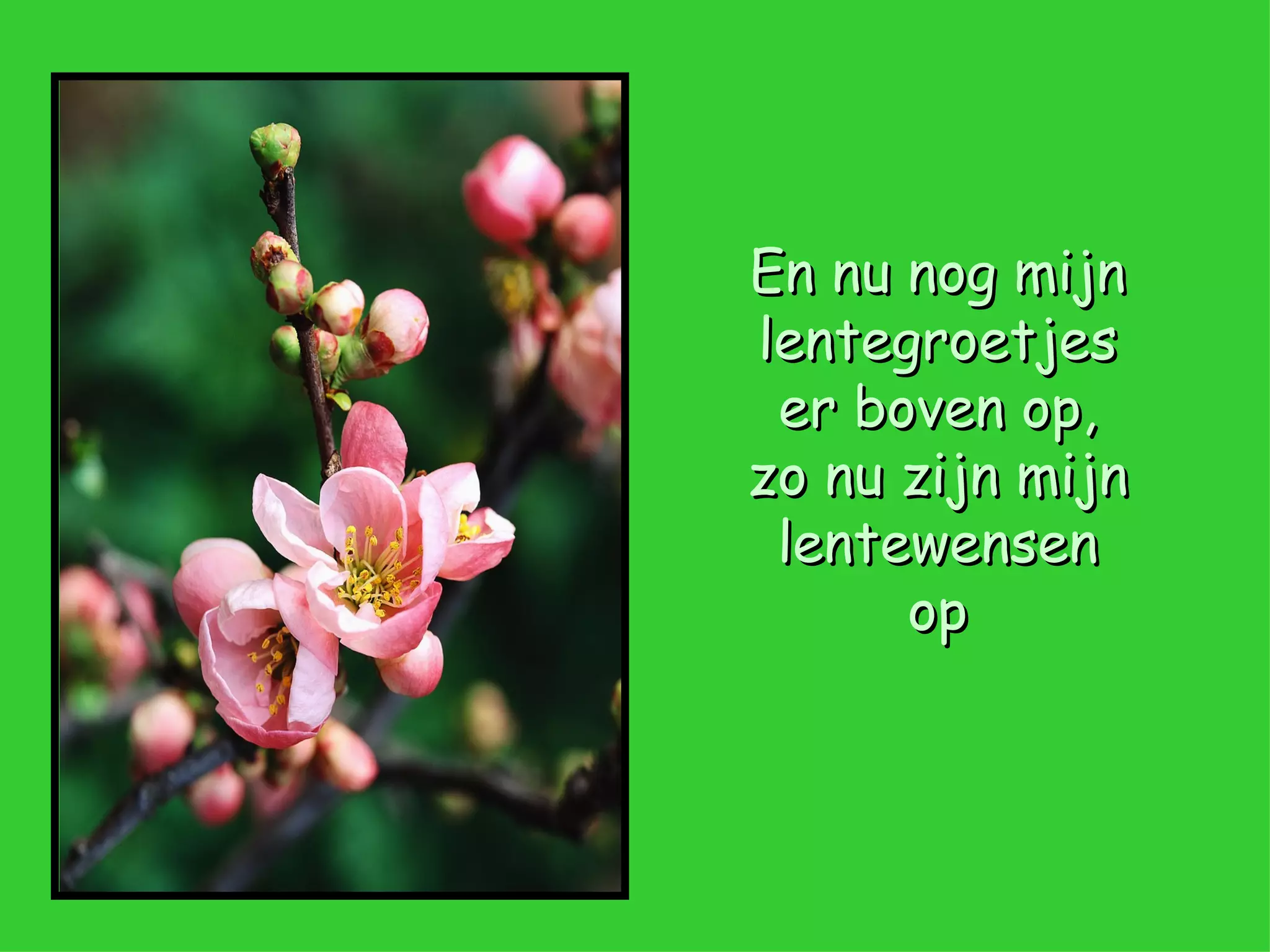 De lente is op komst | PPS