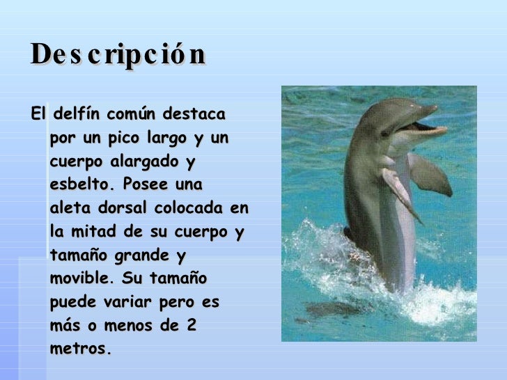 Delfin comun