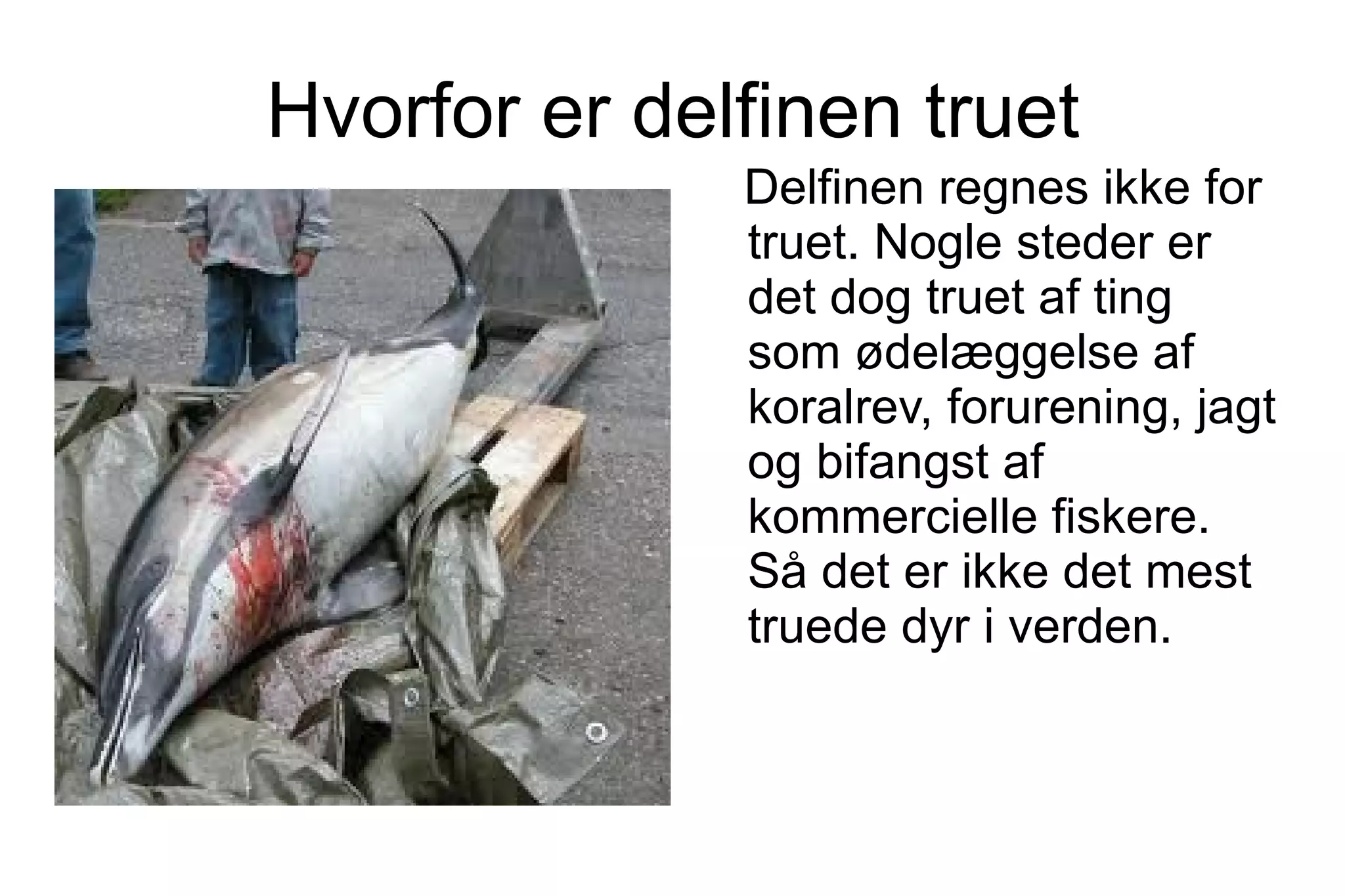 Delfinen | ODP