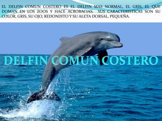 Delfin | PPTX