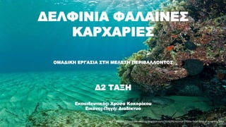 2 ΔΗΜΟΤΙΚΟ ΠΕΥΚΗΣ ΧΡΥΣΑ ΚΟΚΟΡΙΚΟΥ Δ2-ΔΕΛΦΙΝΙΑ ΦΑΛΑΙΝΕΣ ΚΑΡΧΑΡΙΕΣ | PDF